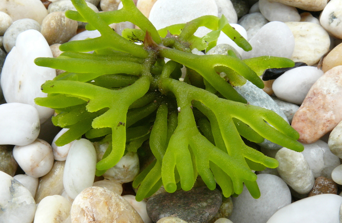 Green sea weed