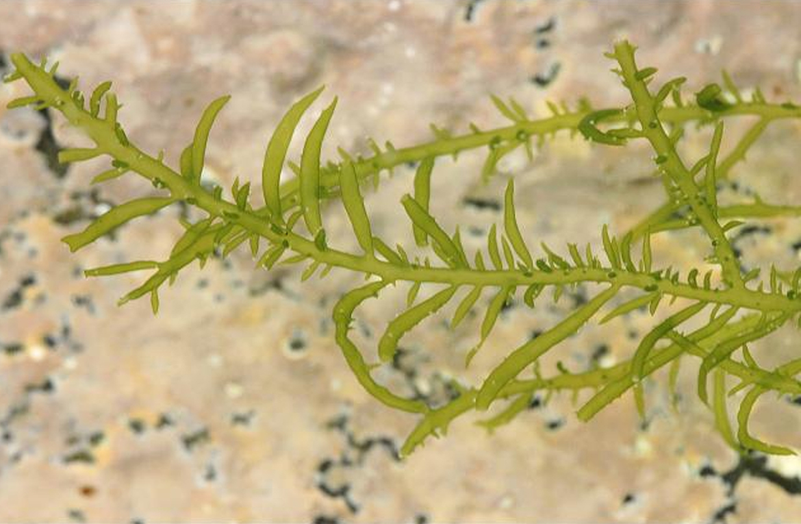 Green sea weed